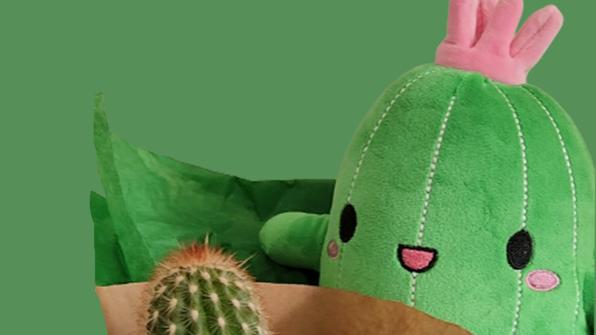 Buy Cactus Gifts Online | Send Cactus Australia | Cactus Delivery – Cheeky Plant Co.