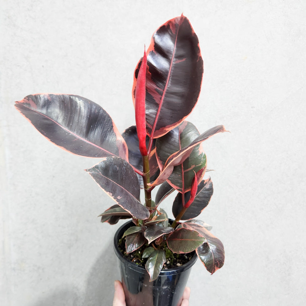 Ficus elastica Ruby - 130mm – Cheeky Plant Co.