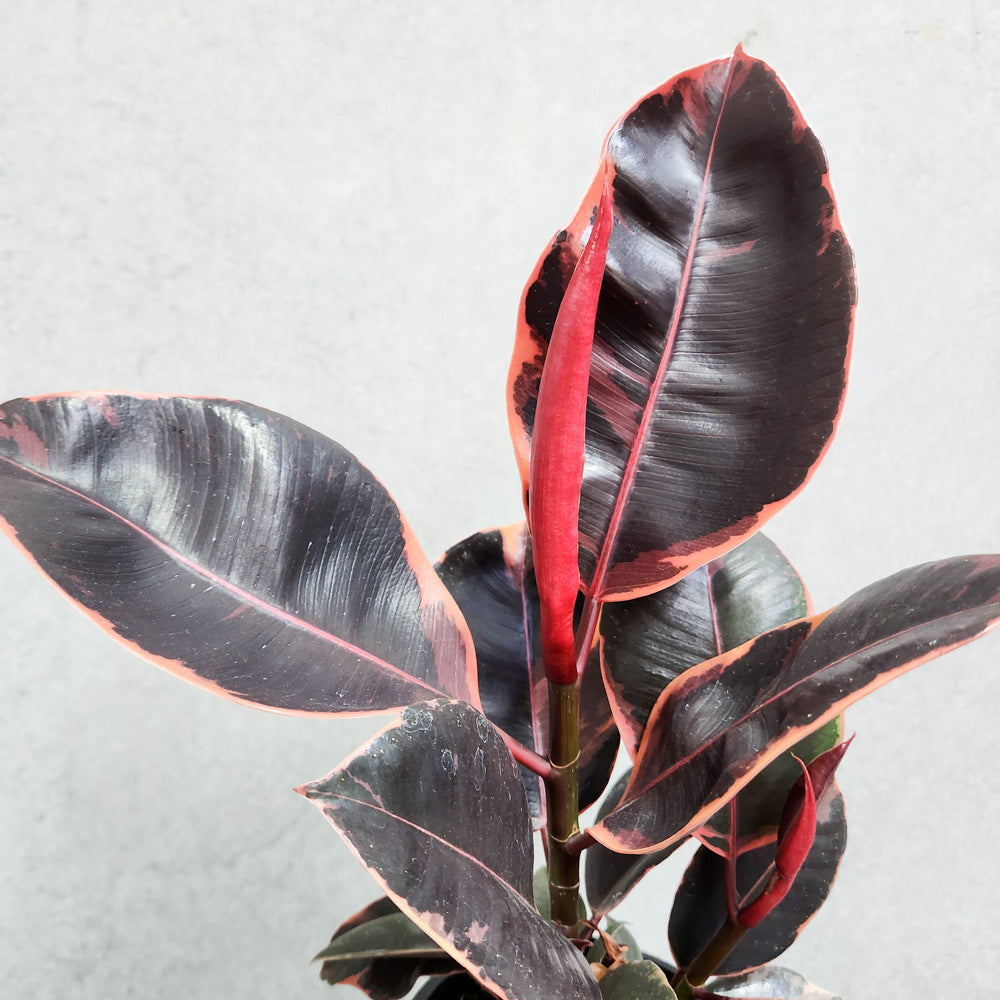 Ficus elastica Ruby - 130mm – Cheeky Plant Co.