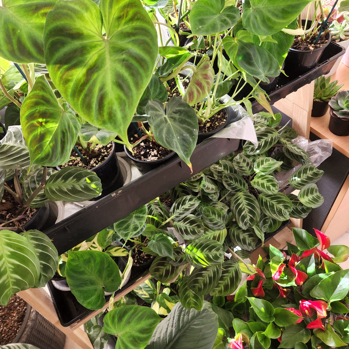 Unlock the Art of Gifting: A Guide to Sending Plant Gifts with Cheeky ...