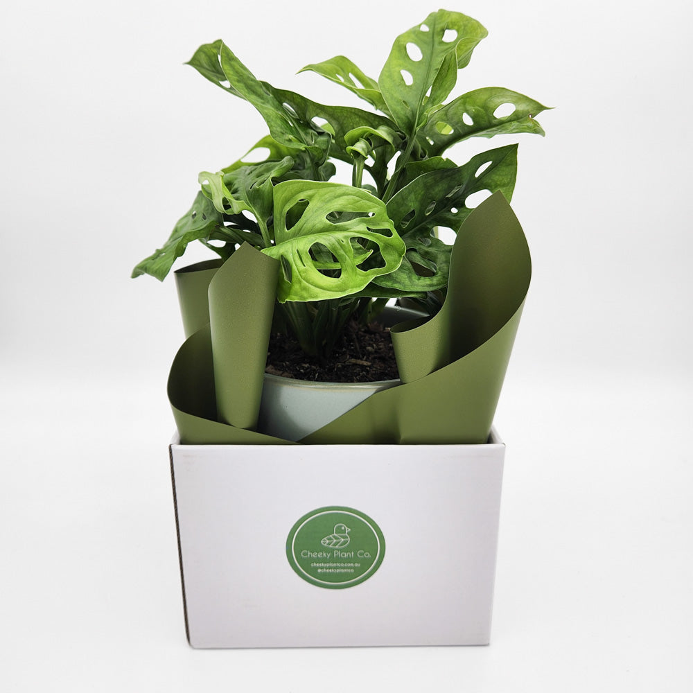 The Art of Sending Plant Gifts as Housewarming Presents – Cheeky Plant Co.