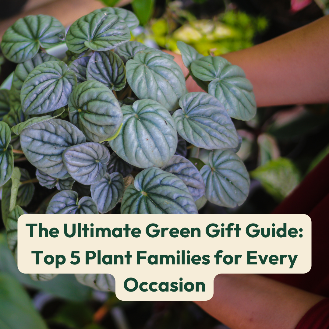 The Ultimate Green Gift Guide: Top 5 Plant Families for Every Occasion ...