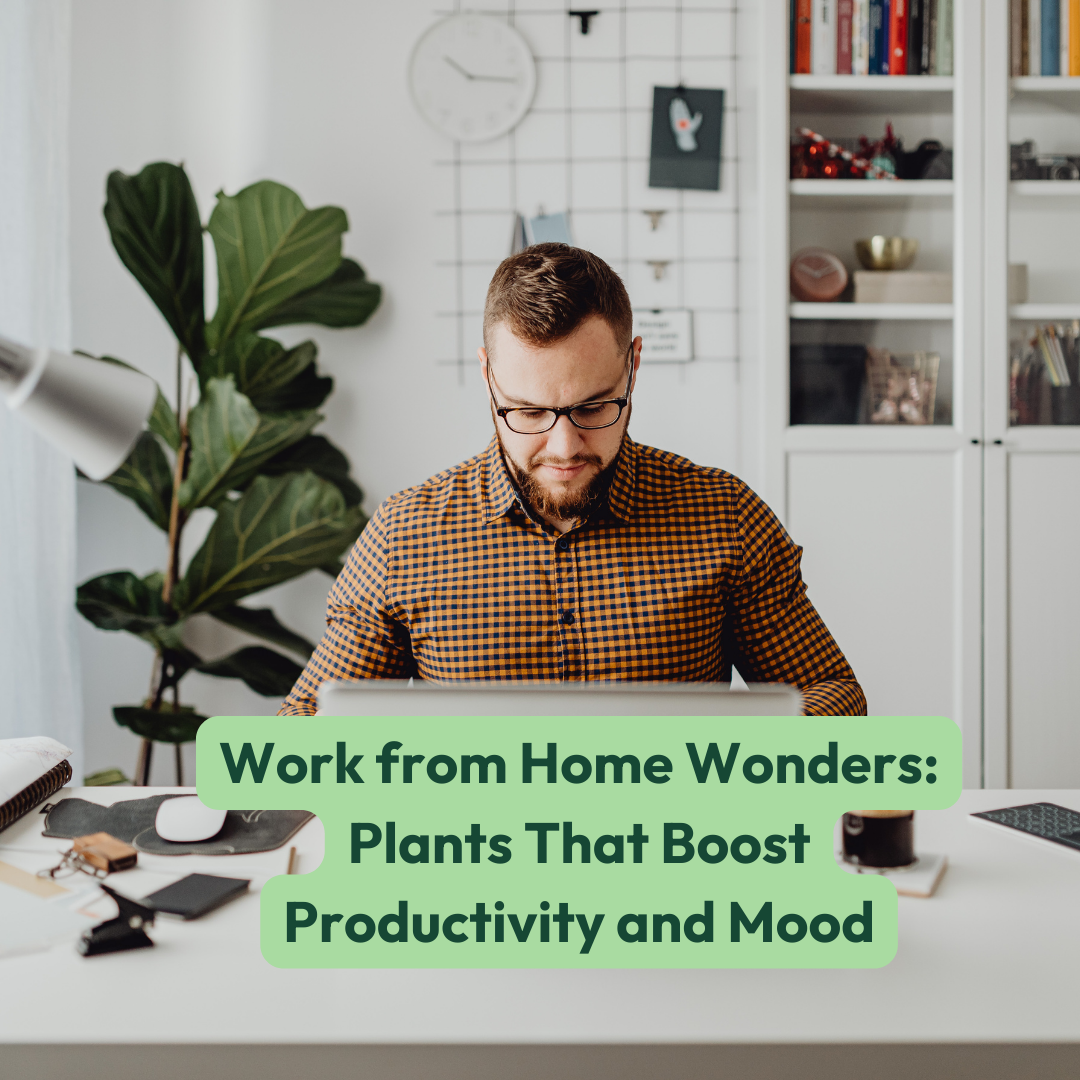 Work from Home Wonders: Plants That Boost Productivity and Mood – Cheeky Plant Co.