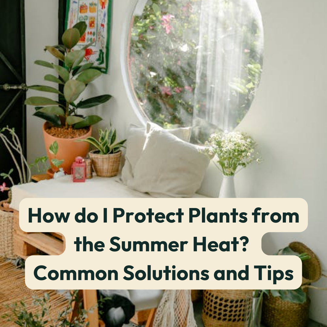 How do I Protect Plants from the Summer Heat? Common Solutions and Tip ...