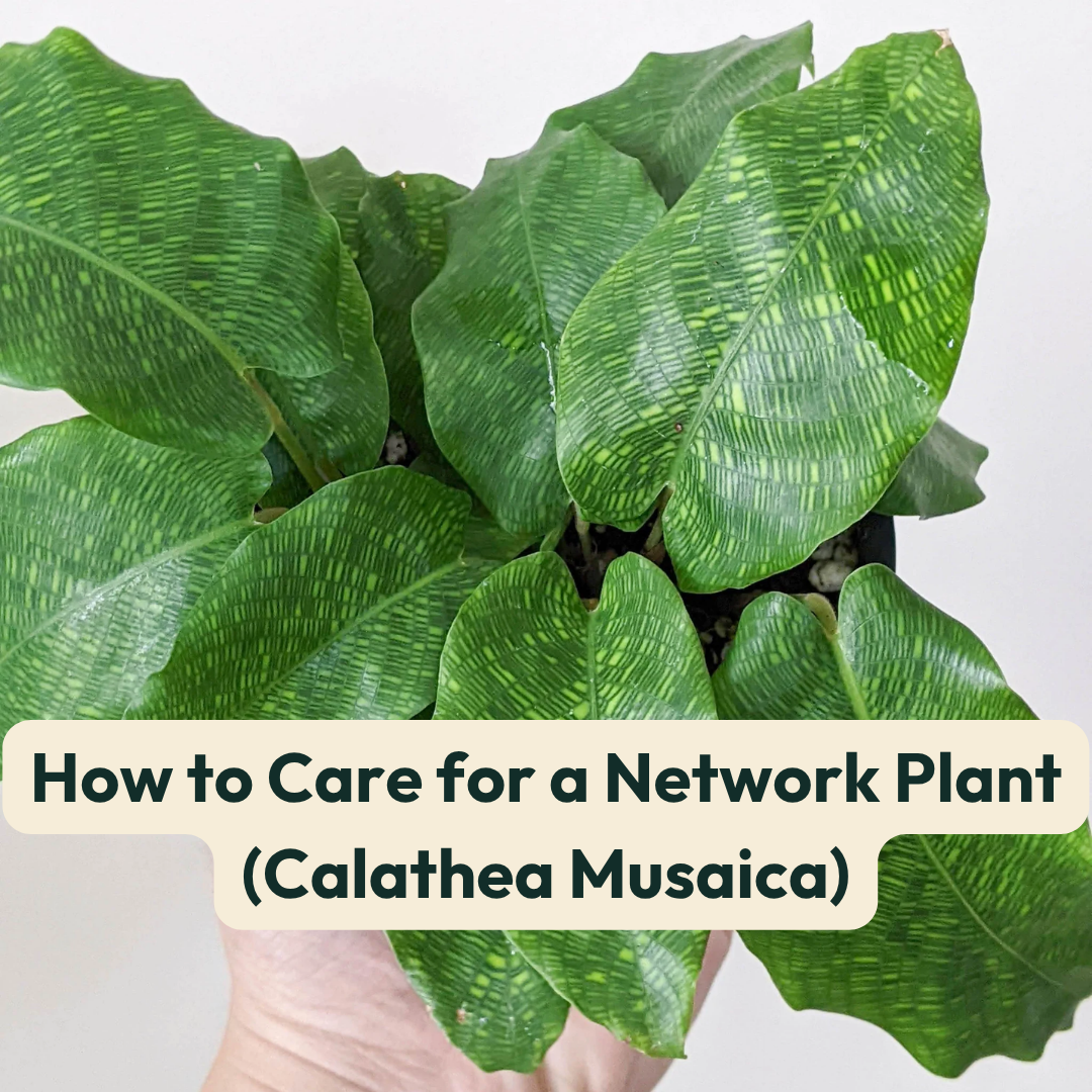 How to Care for a Network Plant (Calathea Musaica) – Cheeky Plant Co.