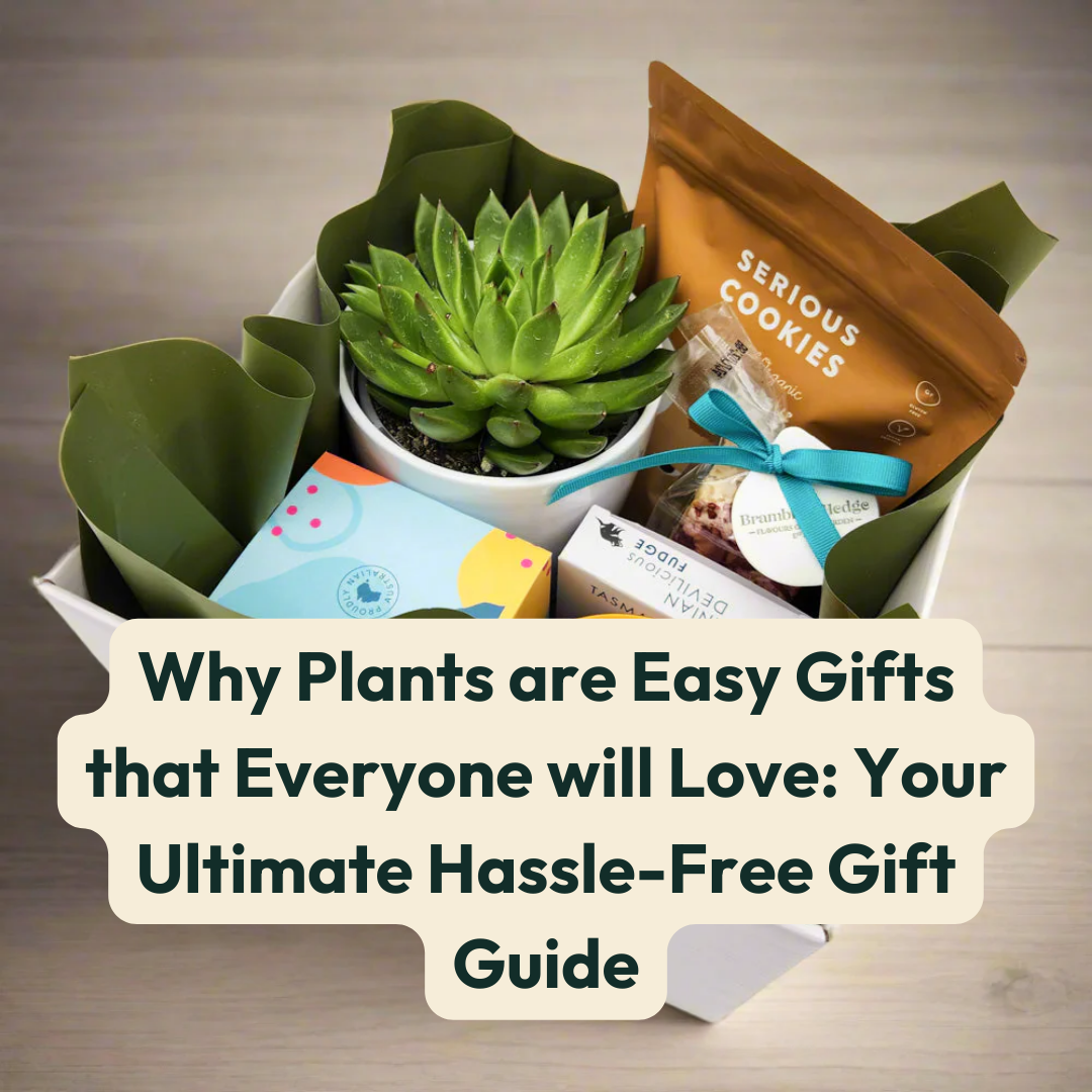 Why Plants are Easy Gifts that Everyone will Love: Your Ultimate Hassl ...