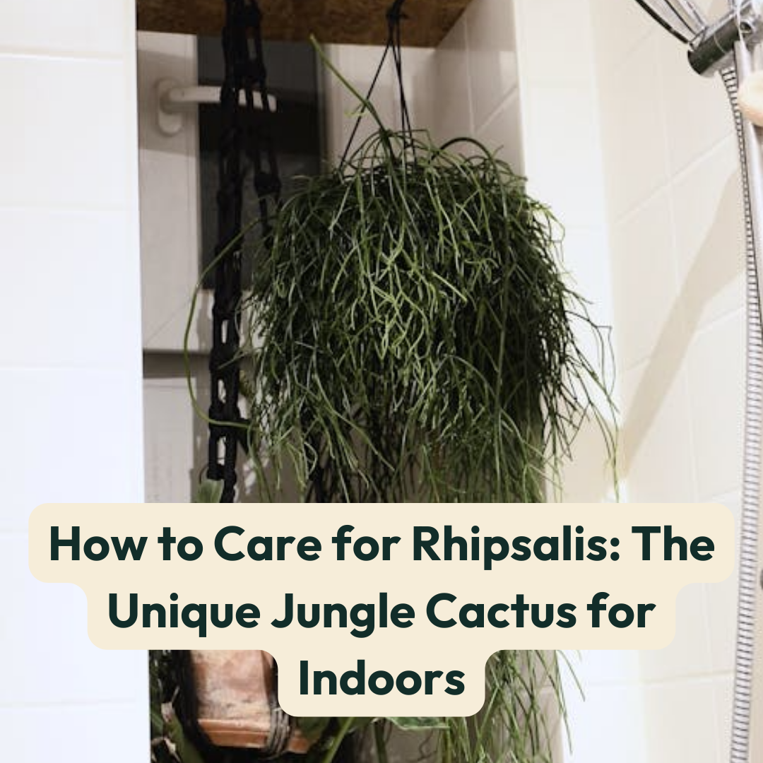 How to Care for Rhipsalis: The Unique Jungle Cactus for Indoors ...
