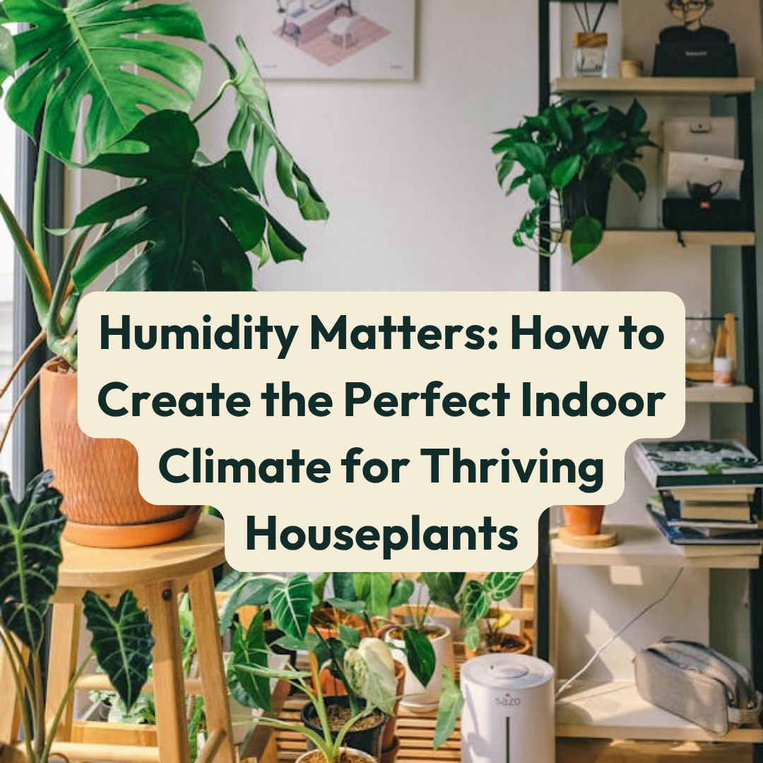 Humidity Matters: How to Create the Perfect Indoor Climate for Thrivin ...