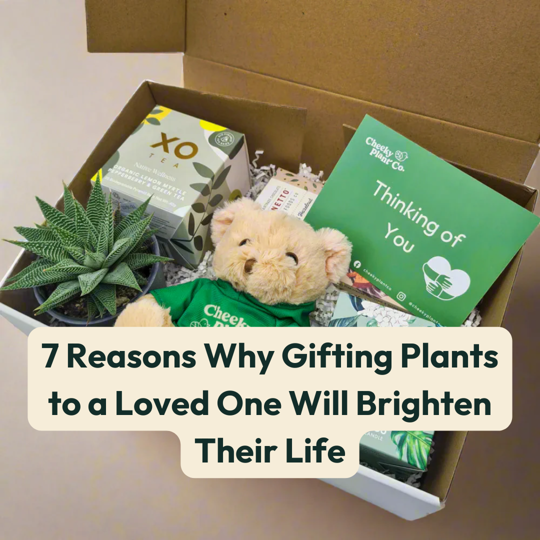 7 Reasons Why Gifting Plants to a Loved One Will Brighten Their Life ...