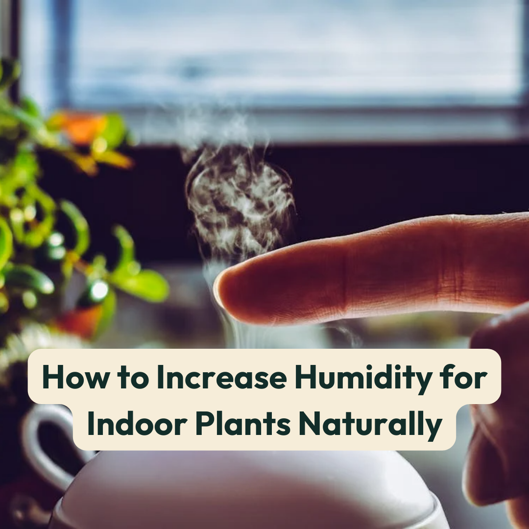 How to Increase Humidity for Indoor Plants Naturally – Cheeky Plant Co.