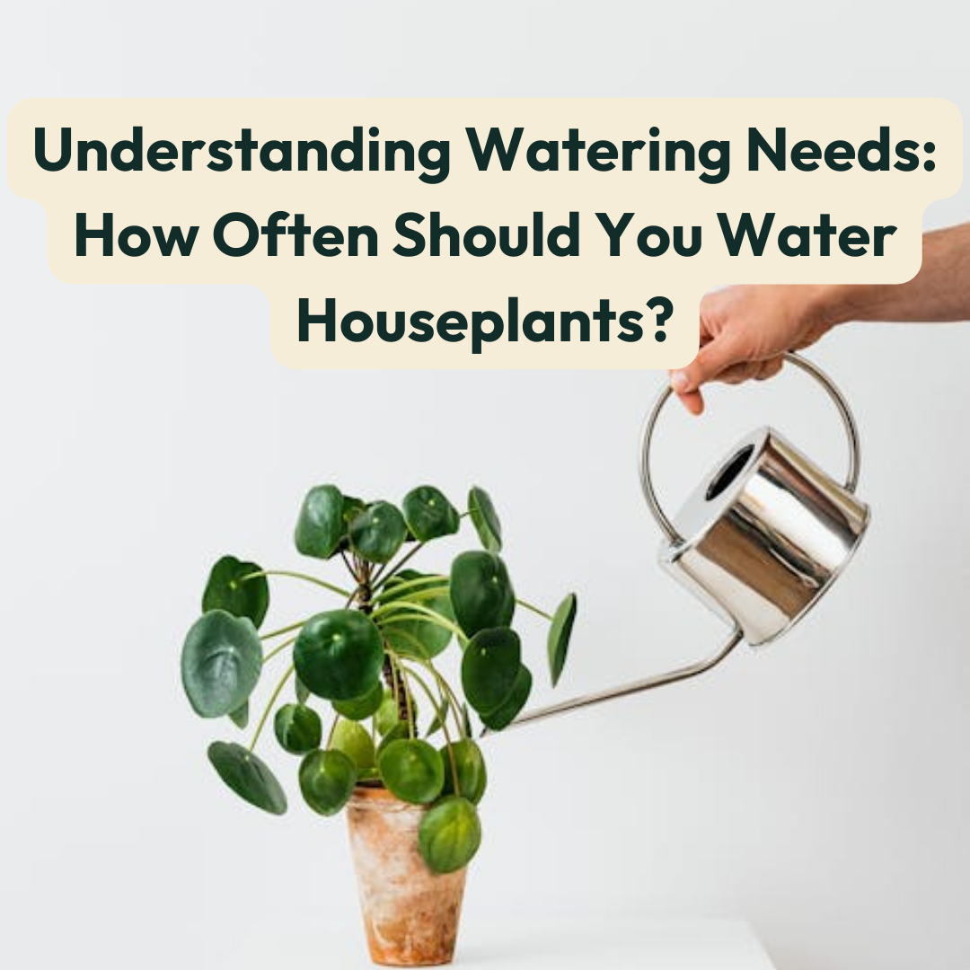 Understanding Watering Needs: How Often Should You Water Houseplants ...