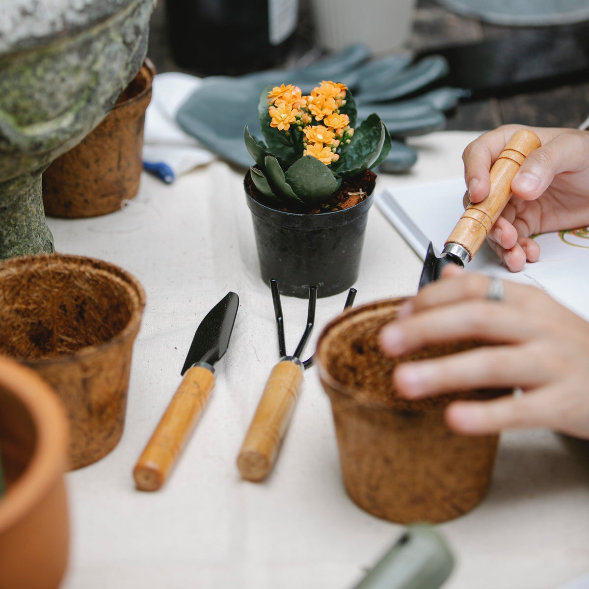 5 Must-Have Plant Tools for Indoor Plant Care – Cheeky Plant Co.