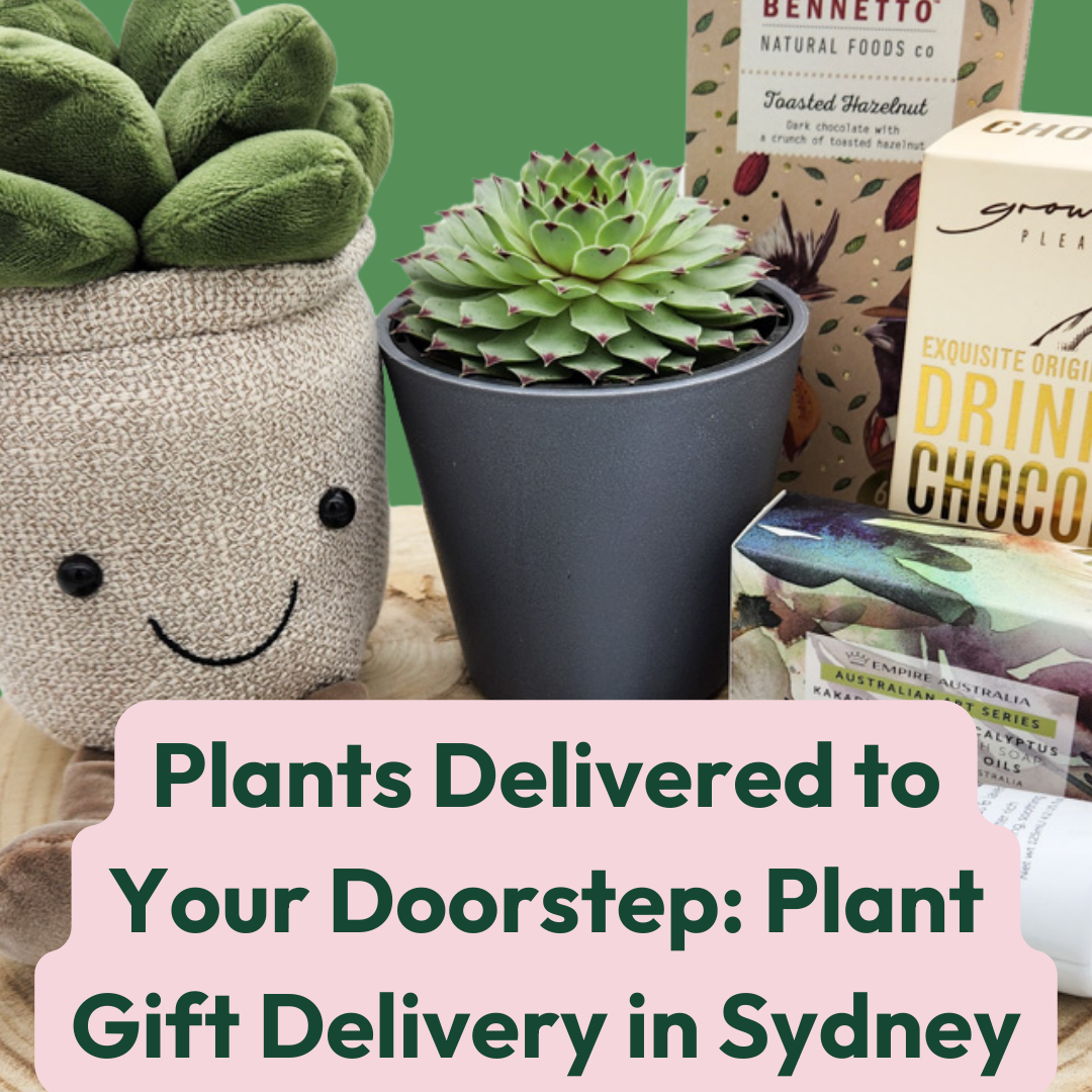 Plants Delivered to Your Doorstep: Plant Gift Delivery in Sydney ...