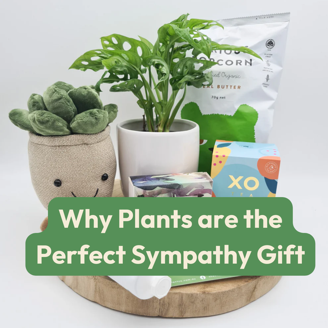 Why Plants are the Perfect Sympathy Gift – Cheeky Plant Co.