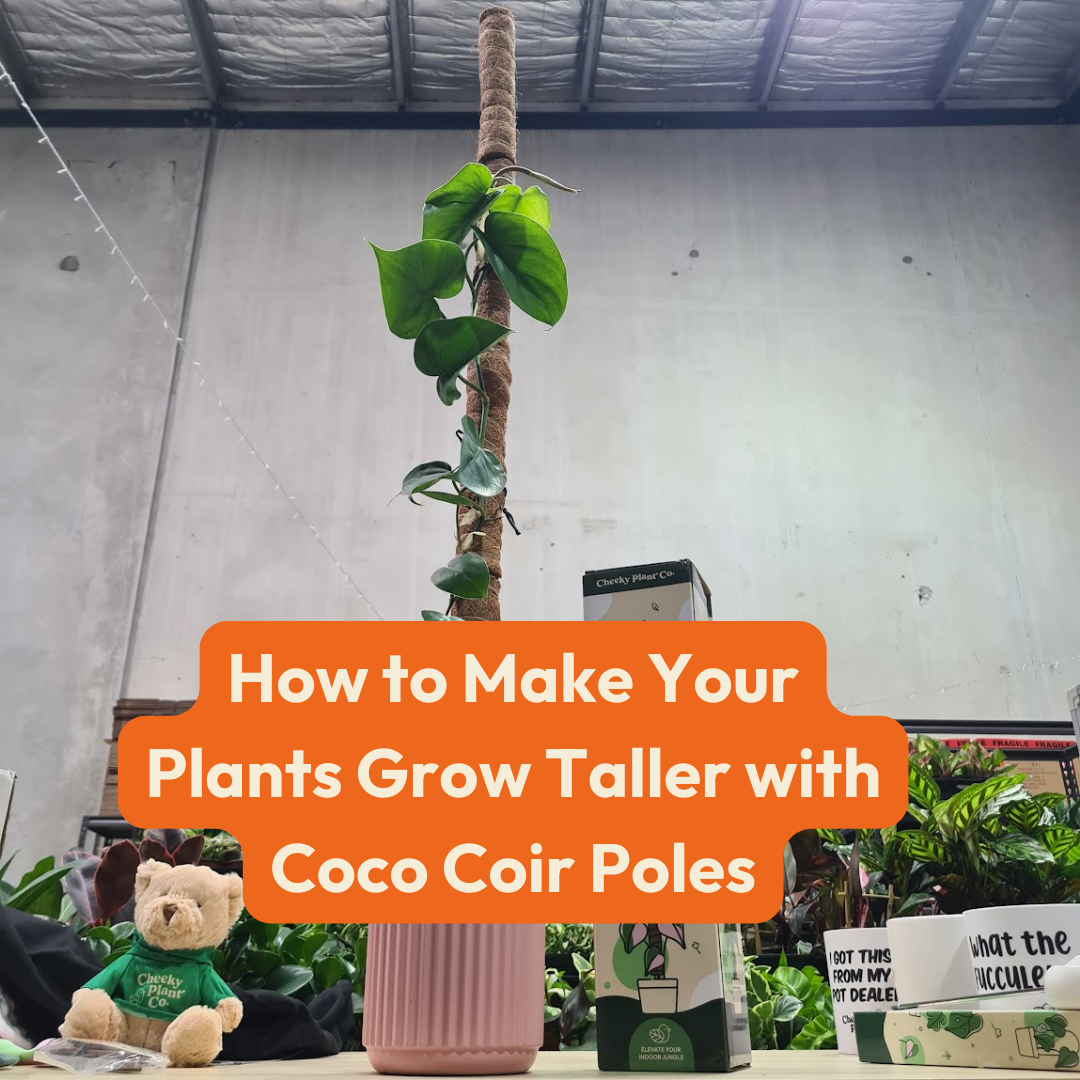 How to Make Your Plants Grow Taller with Coco Coir Poles – Cheeky Plant Co.