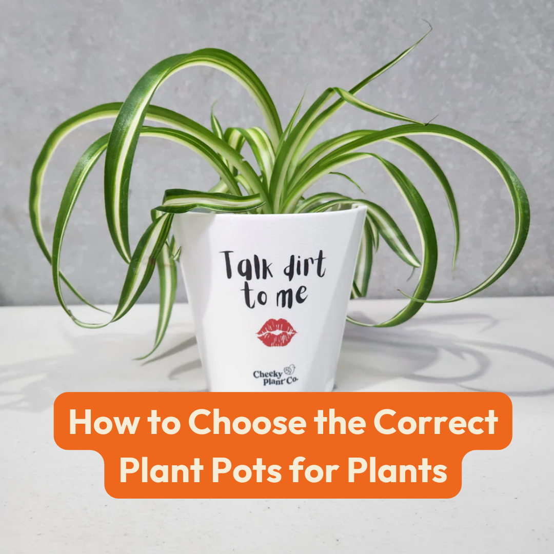 How to Choose the Correct Plant Pots for Plants – Cheeky Plant Co.