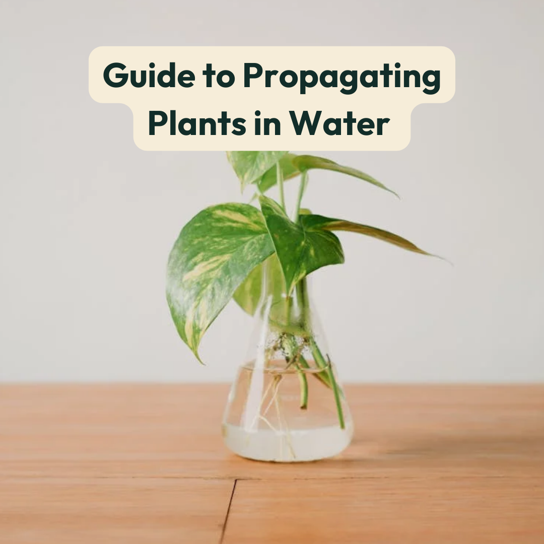 Propagating Plants In Water Beginner's Guide To Plant Propagation: