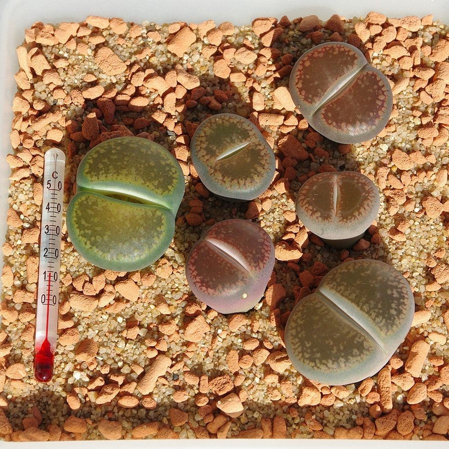 How To Grow and Care for Your Living Stones Plants – Cheeky Plant Co.