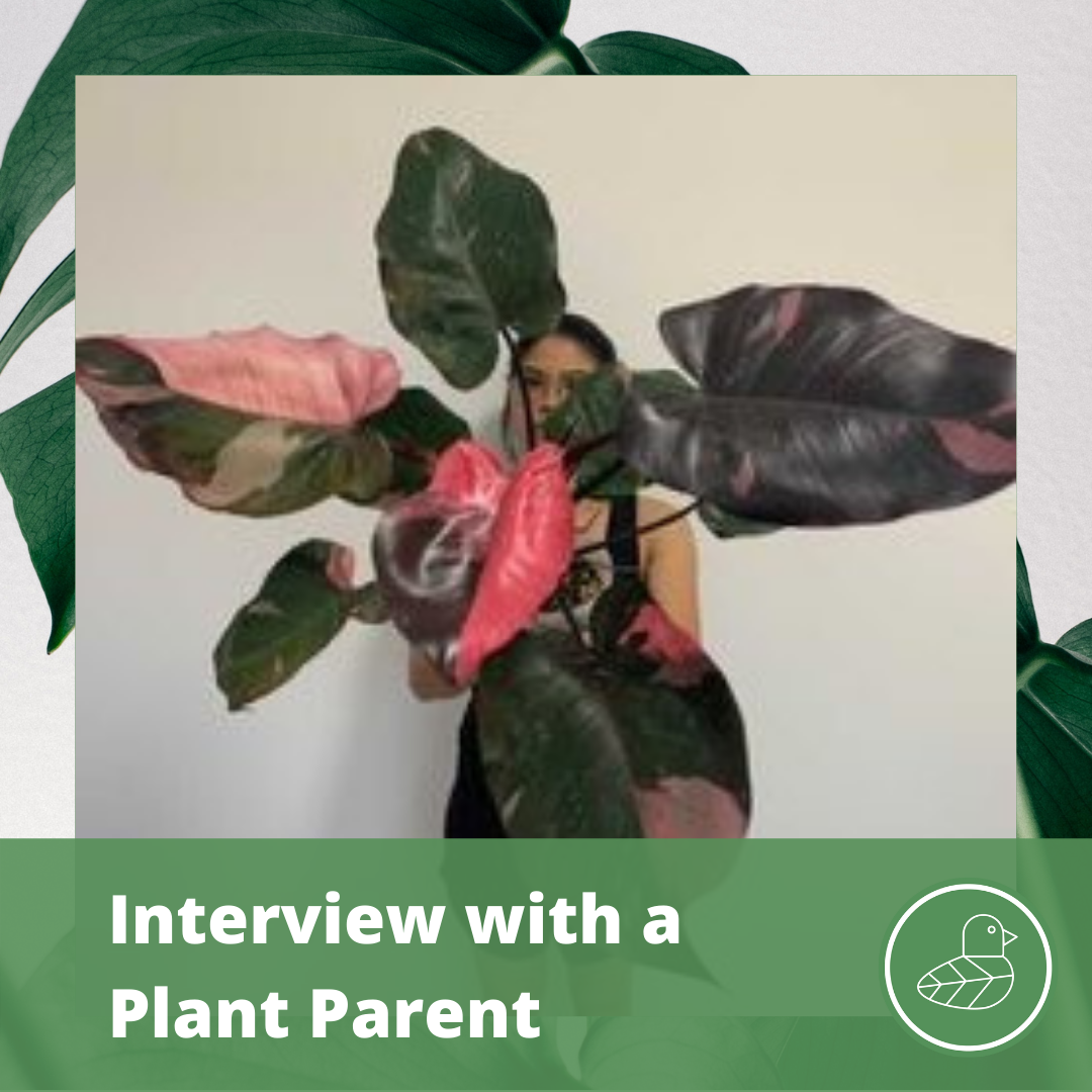 Interview with a Plant Parent: Mavis – Cheeky Plant Co.