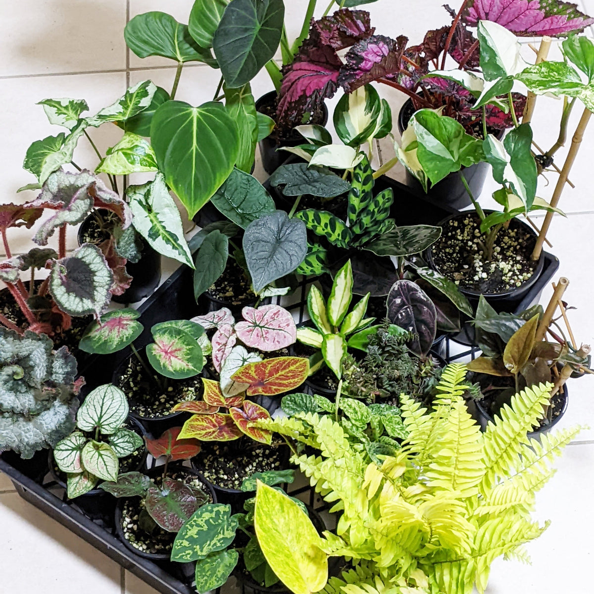 📢 News - January 20th - New Rare Plants Collection – Cheeky Plant Co.