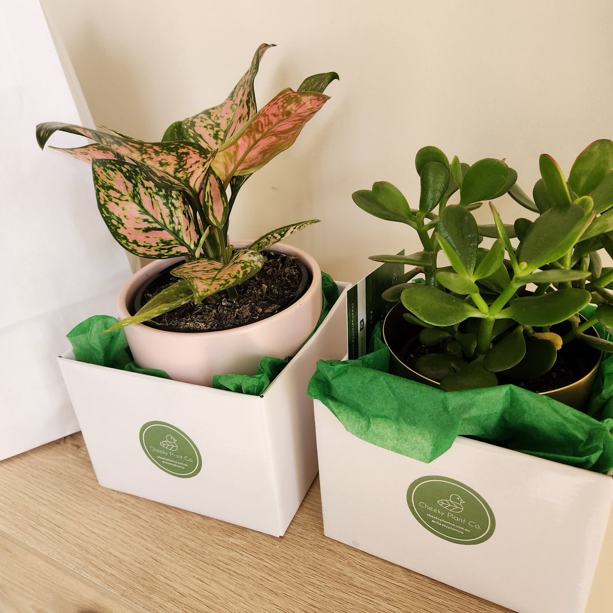 Plant Gifts for Your Loved Ones in Sydney – Cheeky Plant Co.