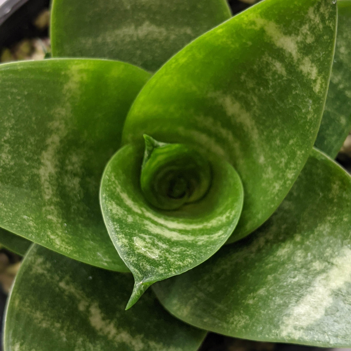 Top 5 Invincible Houseplants – Cheeky Plant Co.