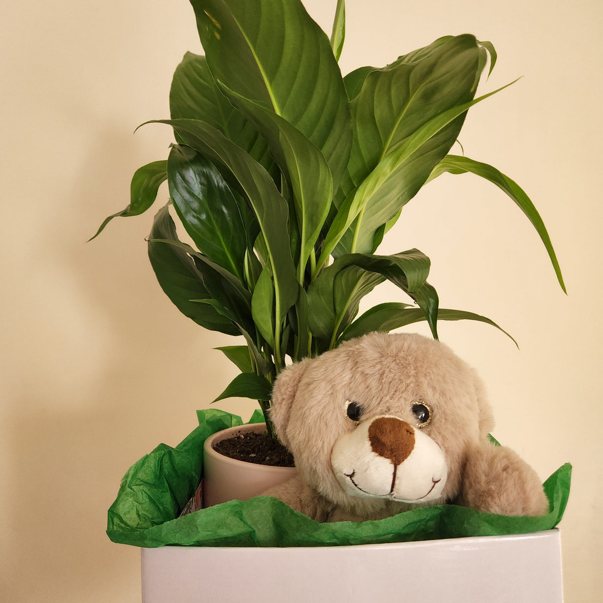 Top 5 Sympathy Plants for a Bereavement Gift – Cheeky Plant Co.