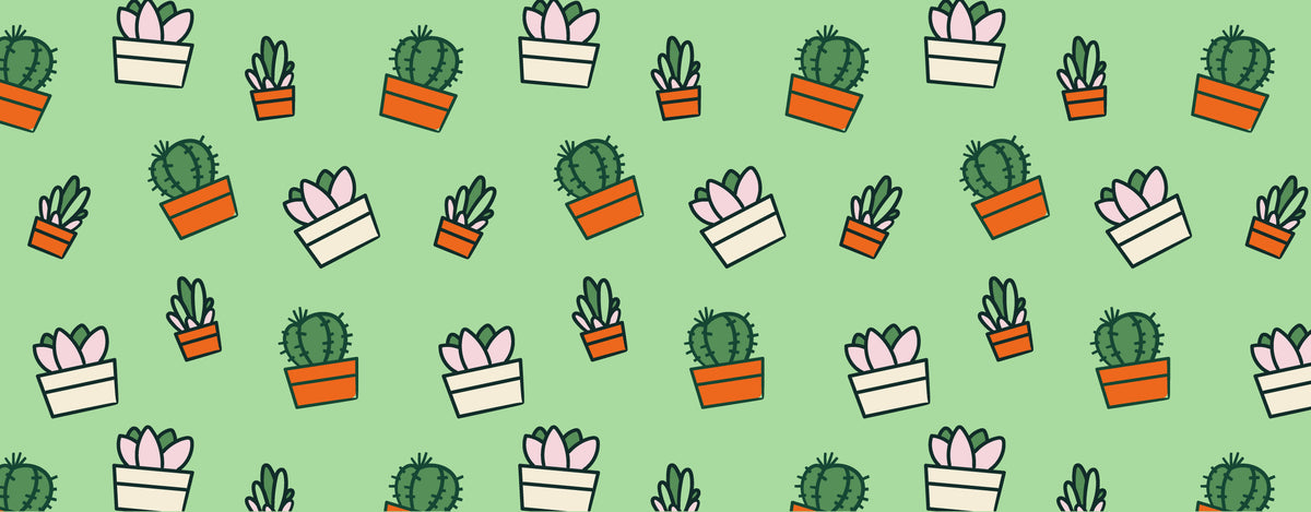 Buy Succulents Online Australia | Succulent Plants Delivered – Cheeky ...