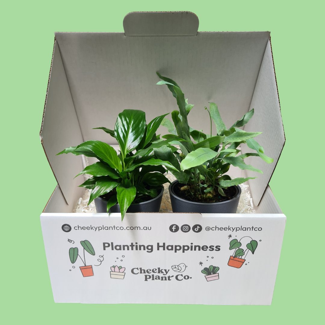 Assorted Potted Houseplant Duo | Plants in a Box Delivery – Cheeky ...