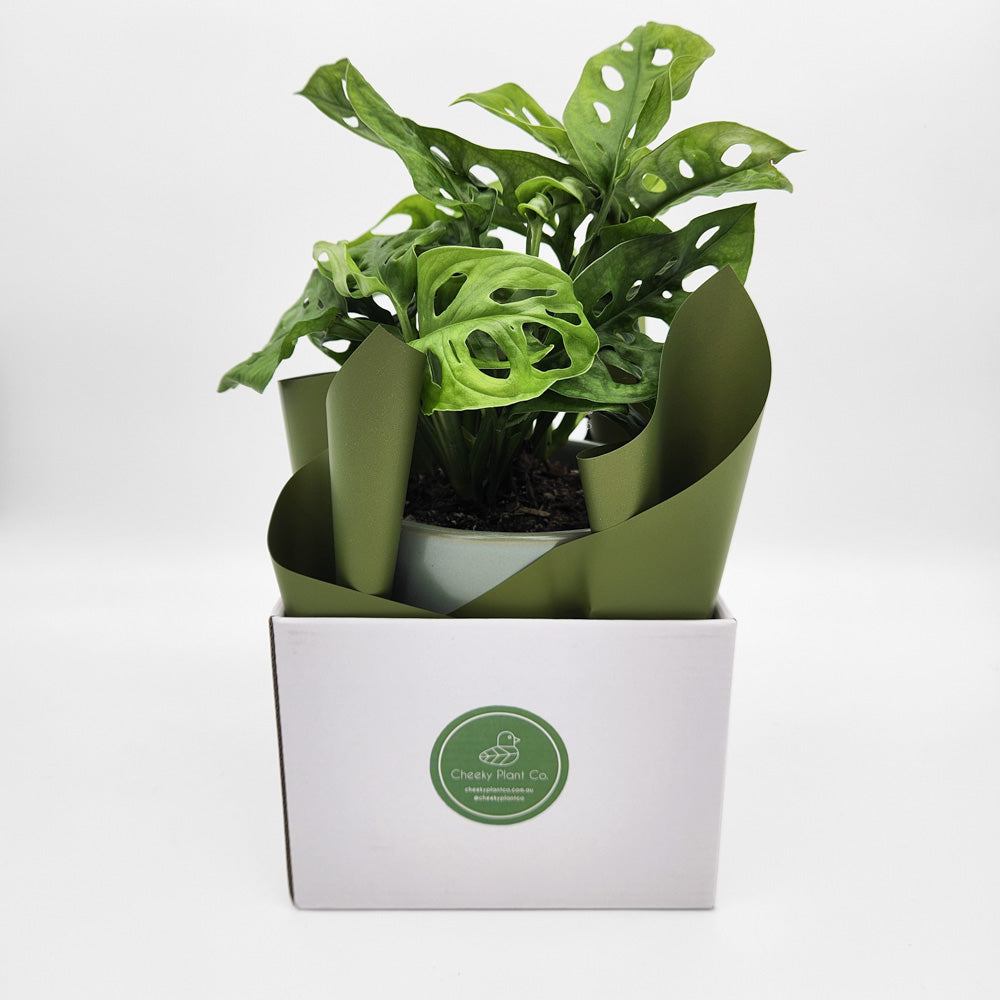 Office / Business / Company Plant Gift - Sydney Only – Cheeky Plant Co.