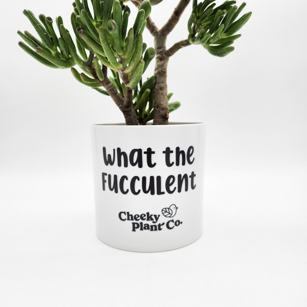 What the Fucculent | Funny & Quirky Plant Pots – Cheeky Plant Co.