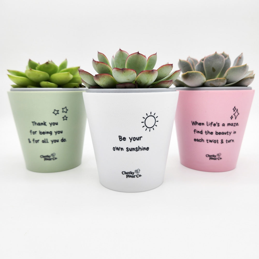 Trio Pack - Positive - Cheeky Plant Co. Pots - 11cmD x 11cmH