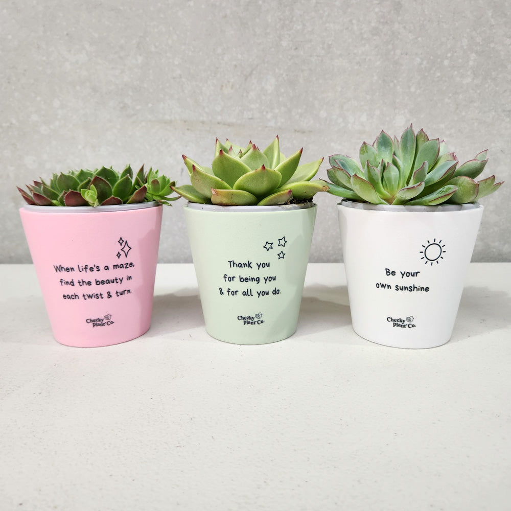 Trio Succulents in Positive Pots | Same Day Delivery Sydney – Cheeky ...