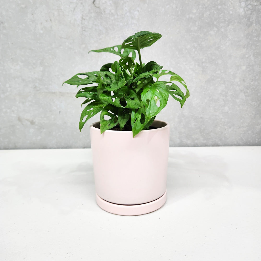 Indoor Plant in Light Pink Pot | Same Day Delivery Sydney | Plants ...
