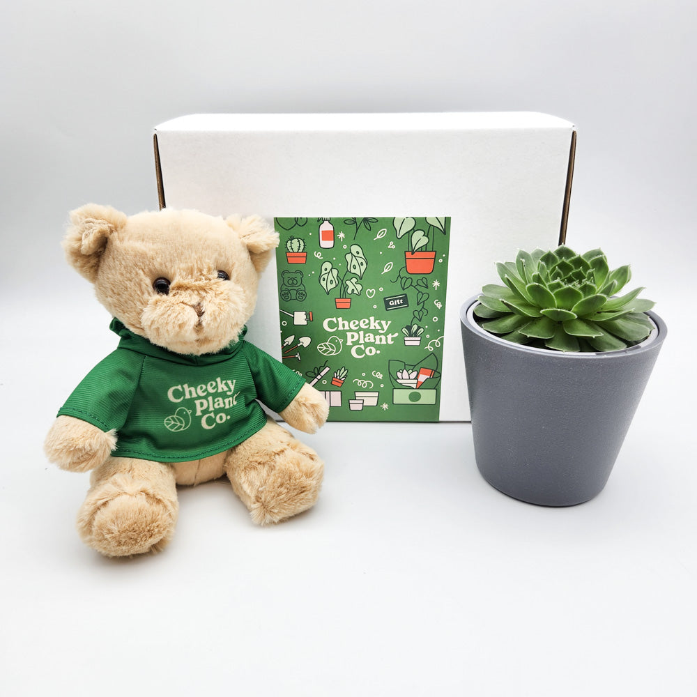 Teddy Bear & Succulent Gift Box - Hampers Gifts For All Occasions ...