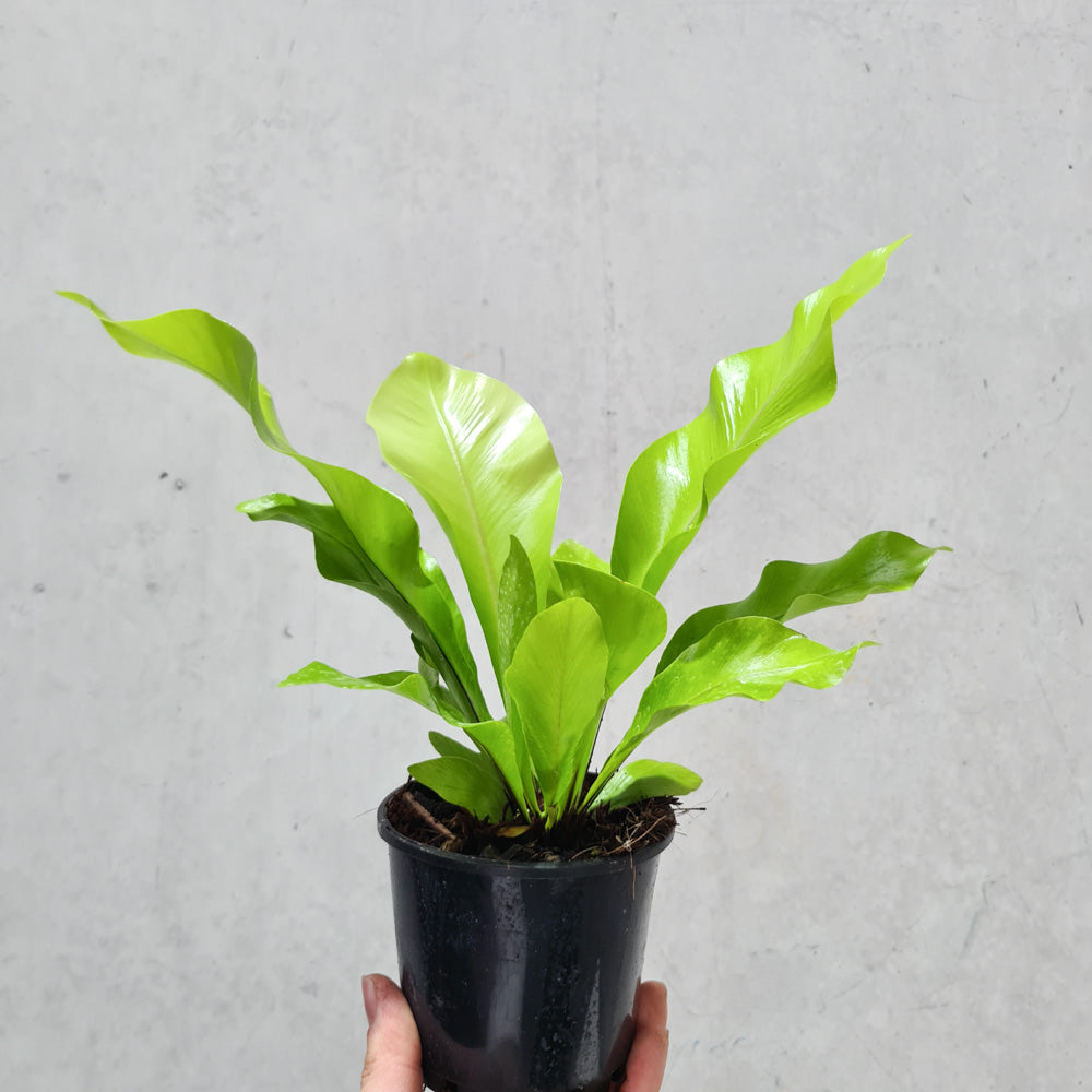 Asplenium Nidus Avis Bird's Nest Fern - 100mm – Cheeky Plant Co.