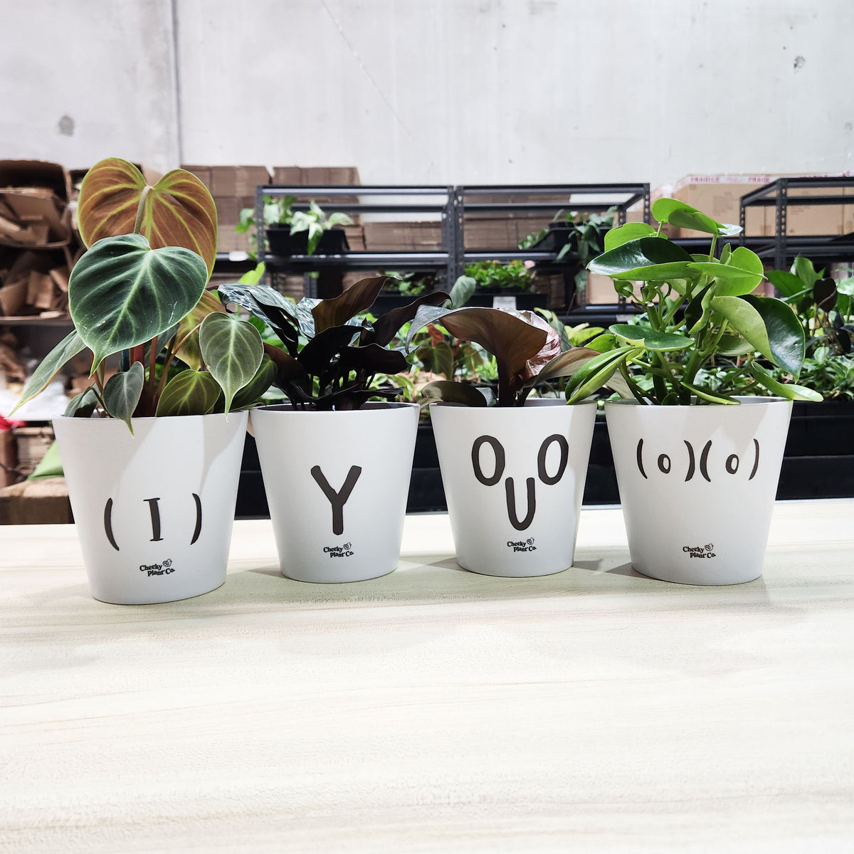 Potted Plants in Rude Pots Four Pack Gift - Sydney Only – Cheeky Plant Co.