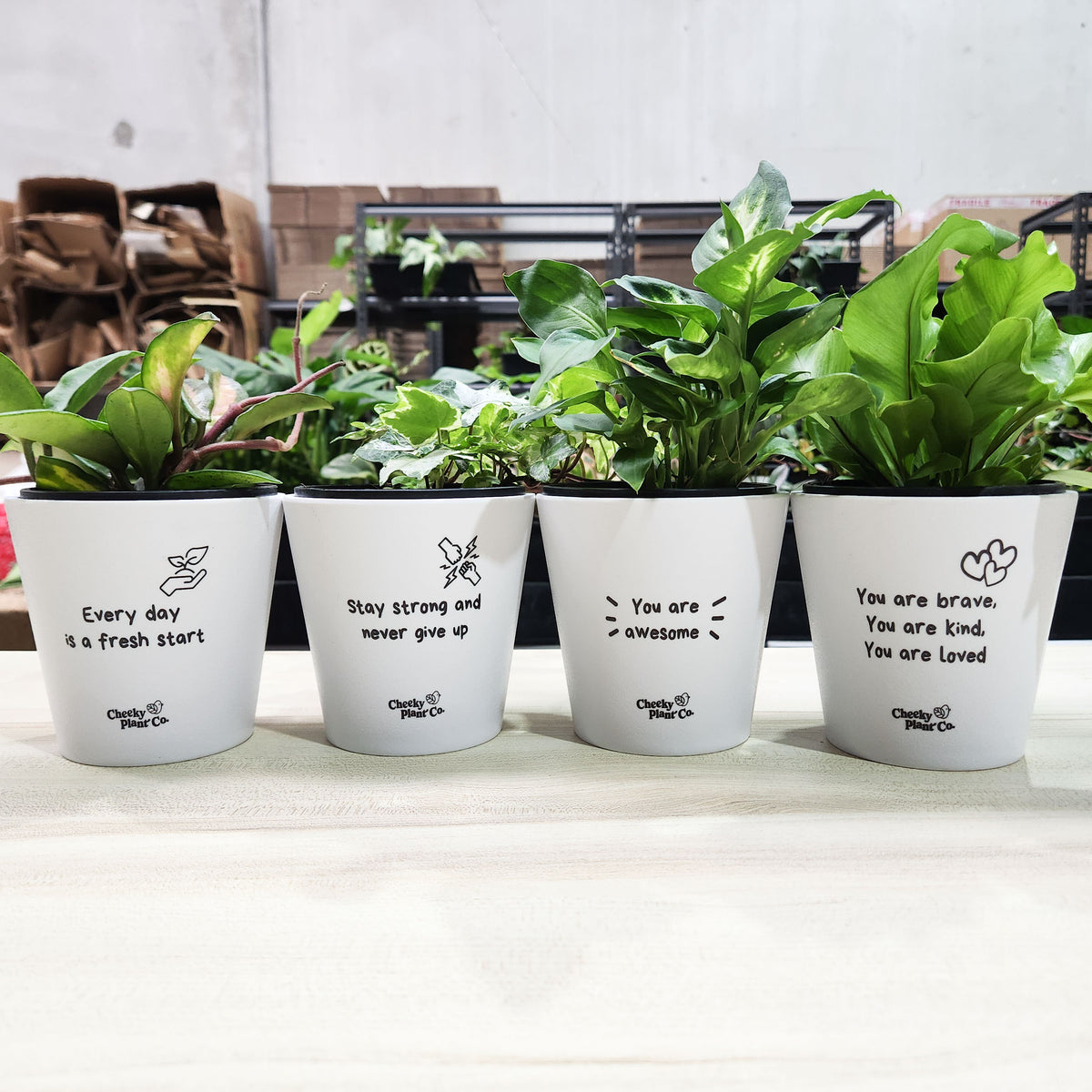 Brave | Positive Planters | Cute Plant Pots – Cheeky Plant Co.