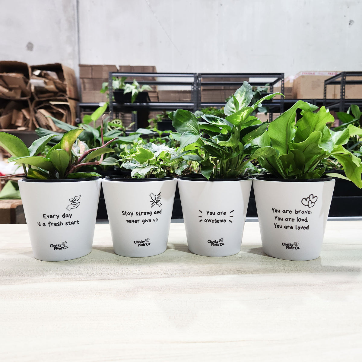Positive Pots Four Pack | Cute Plant Pots – Cheeky Plant Co.
