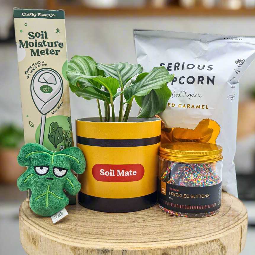 Soil Mate Birthday Plant Gift Hamper | Same Day Delivery Sydney ...