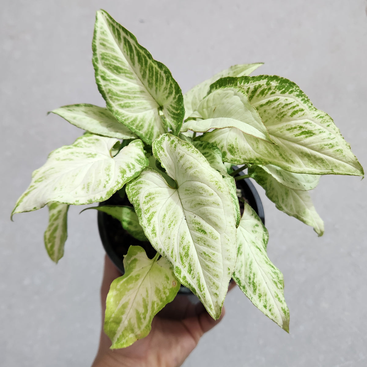 Syngonium Randy - 130mm – Cheeky Plant Co.