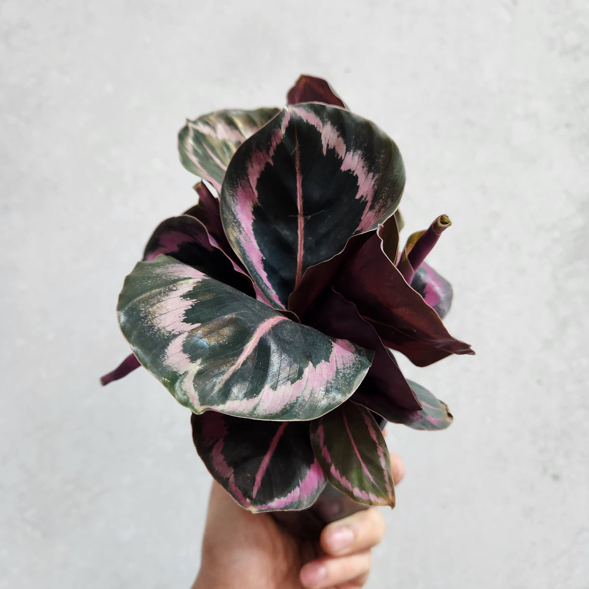 Calathea Red Mojo - 100mm – Cheeky Plant Co.