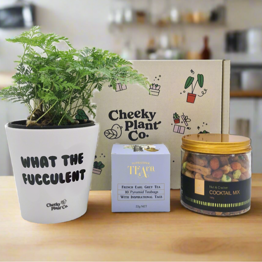Cheeky Vibes - Plant Gift | Plant Gift Hamper Delivery Australia ...