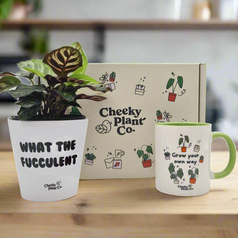 Cheeky Motivation - Plant Gift Box | Plant Delivery | Send A Plant ...