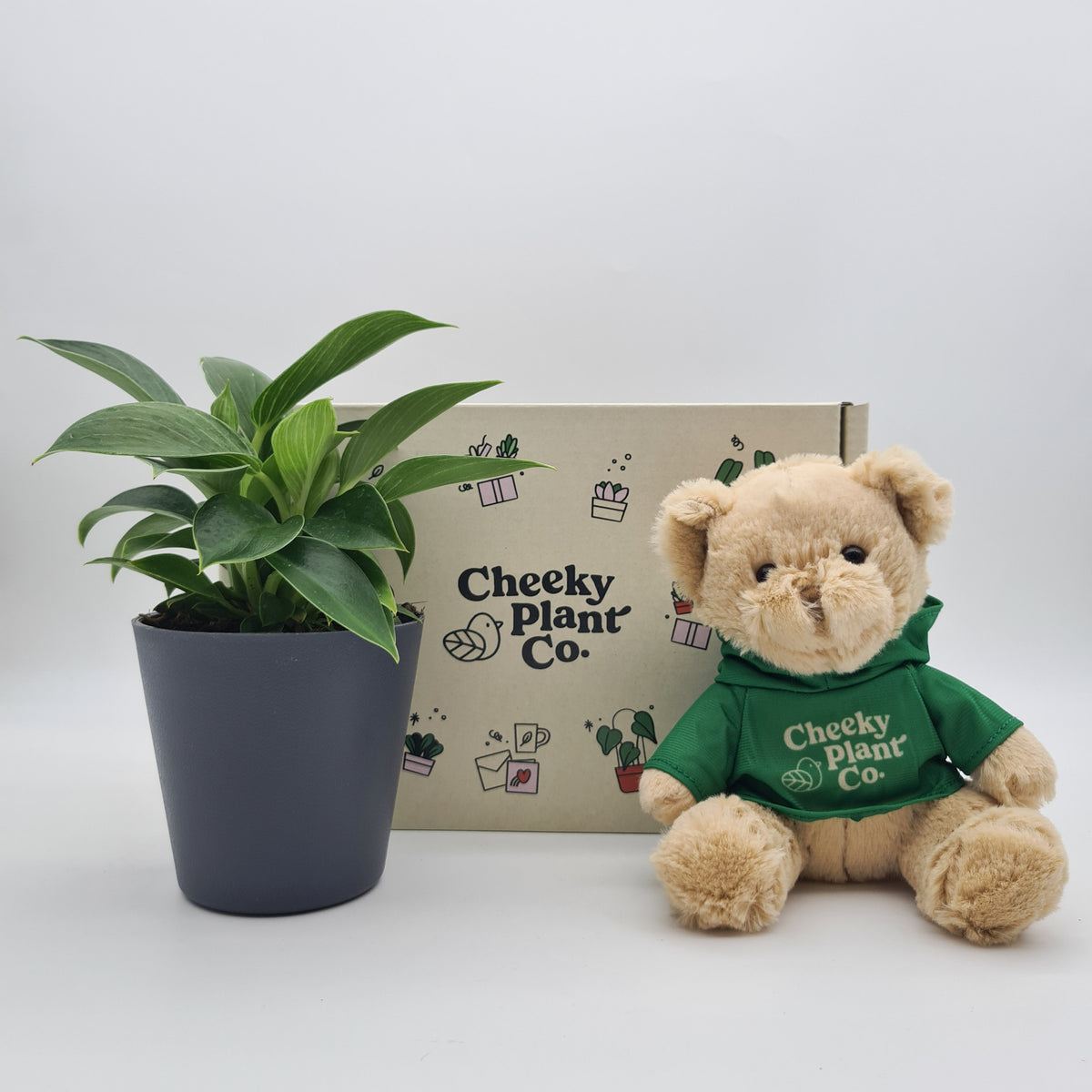 Teddy Bear & Plant Gift Box | Plant Gift Delivery | Sympathy Plant ...
