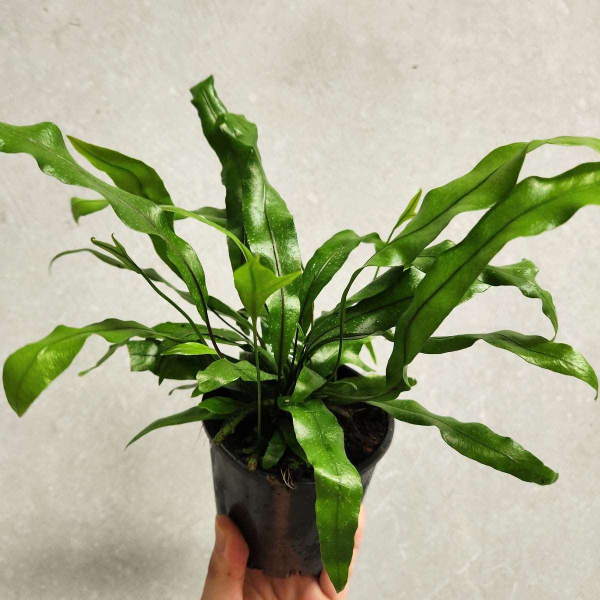 Microsorum Diversifolium Kangaroo Fern - 100mm – Cheeky Plant Co.