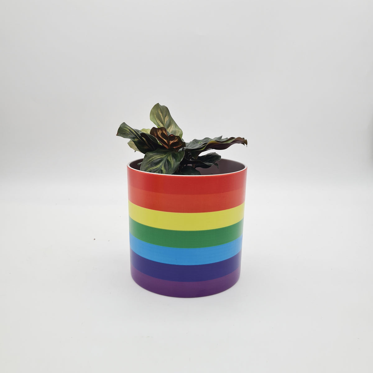 Rainbow Plant Pot | Pride Plant Pot – Cheeky Plant Co.