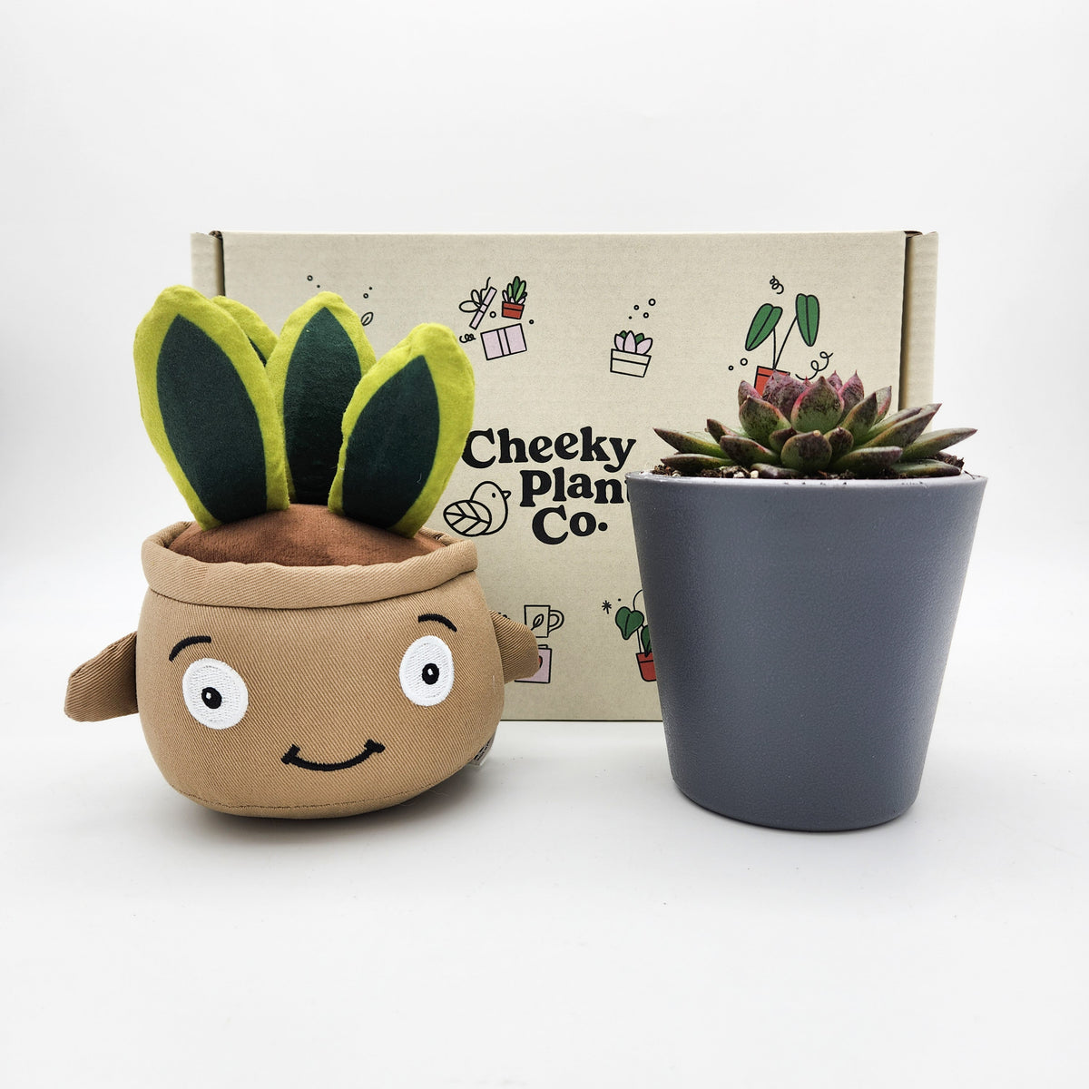 Cheeky Snake Plant Plushie & Succulent Gift | Plant Gift Hamper ...
