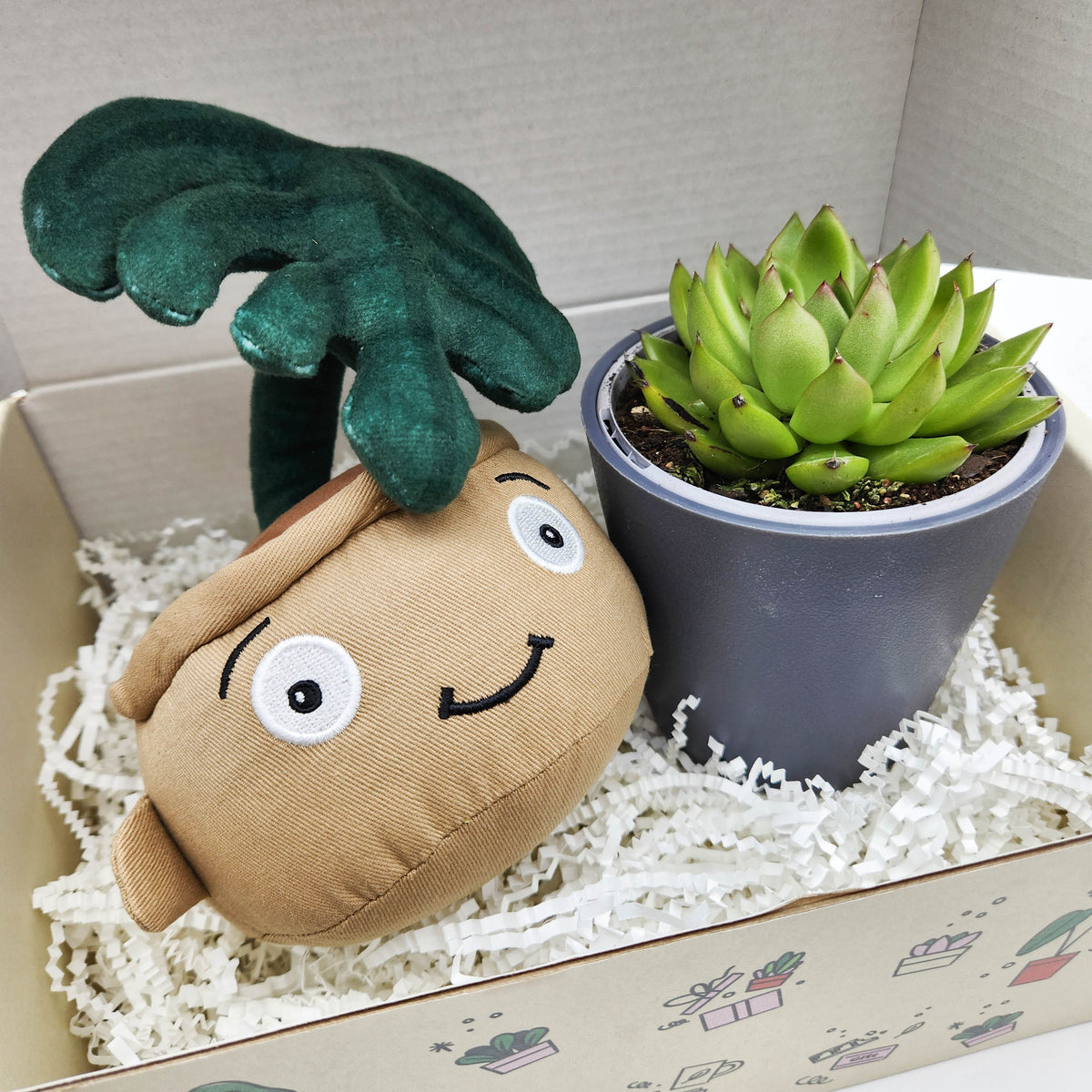 Monstera Plant Plushie & Succulent Gift Hamper | Unique Gift Delivery ...