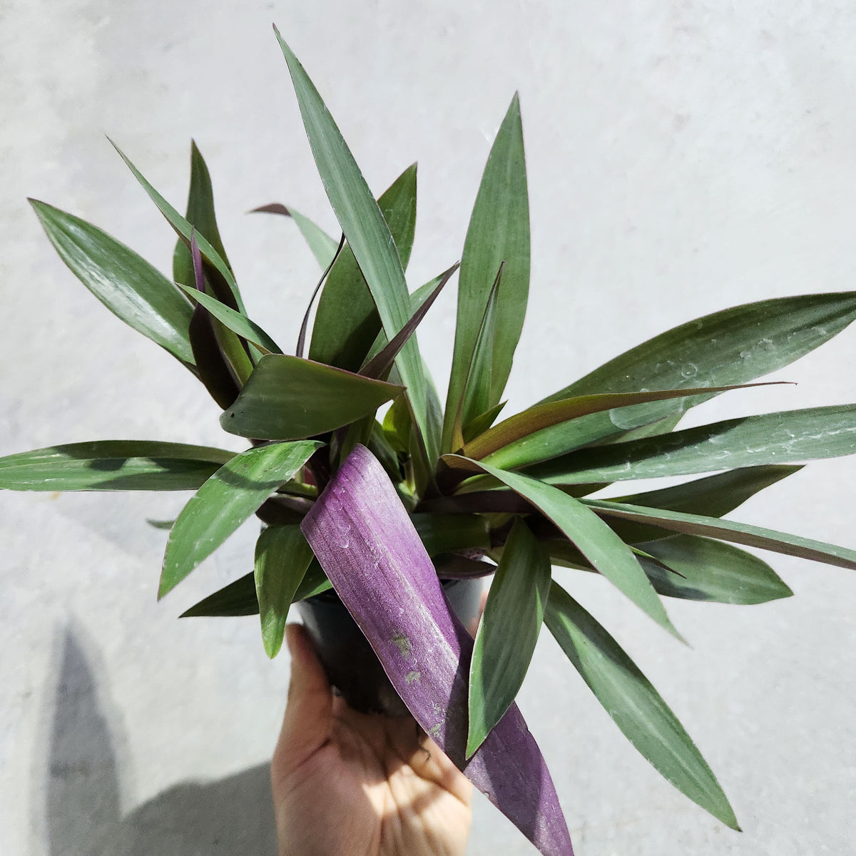 Tradescantia spathacea Rhoeo Dwarf - 100mm – Cheeky Plant Co.